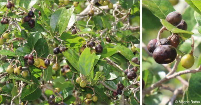 Grewia microthyrsa | PlantZAfrica